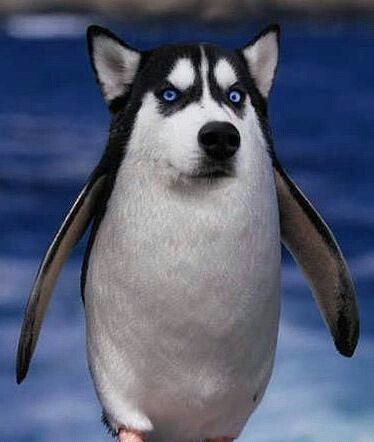 哔哩哔哩淡定人 