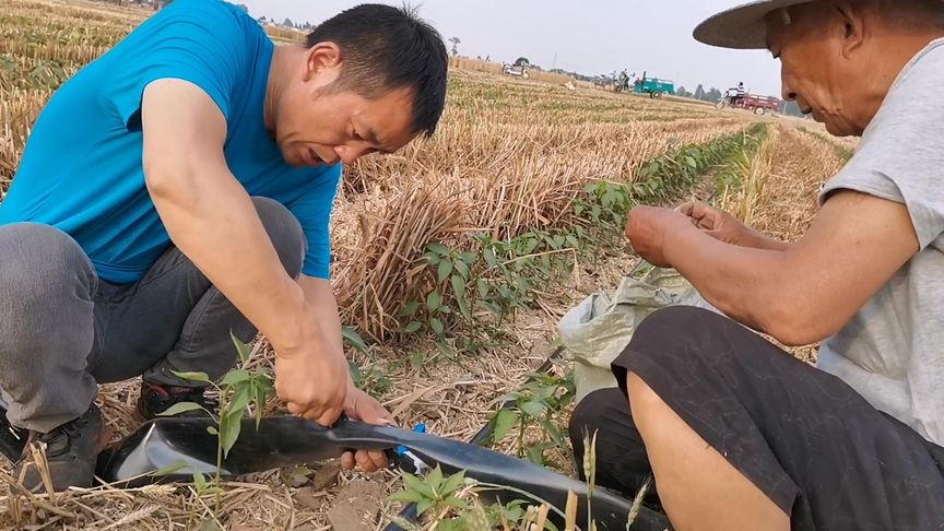红哥帮农村老大爷安装滴灌带,一番操作,直呼原来是这样搞啊