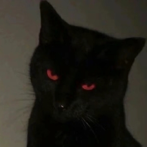 内向的吃鱼猫 