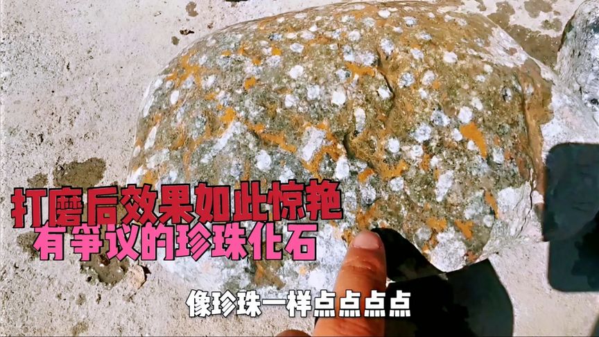 才哥藏区捡的珍珠化石打磨成型,效果如此惊艳,多亏当初没扔