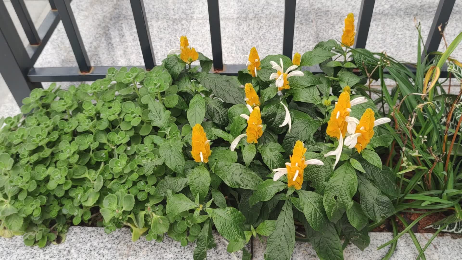 别看我是一段短短的绿化带,植物种类不少。