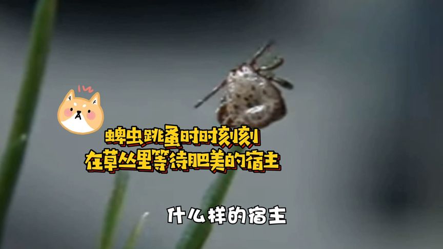 体内、体外驱虫都给狗狗做了,为什么蜱虫还是会有?
