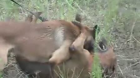 农村斗狗:打斗型马犬咬比特
