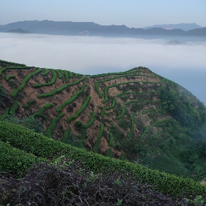 小黄恒 
