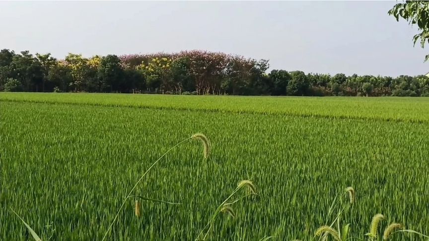 稻谷一天天走向成熟,空气里弥散着稻香!