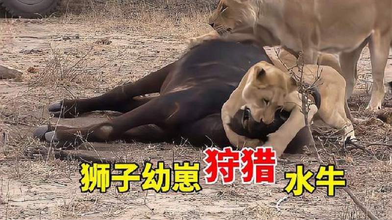 母狮带着幼崽狩猎水牛,小狮子认真模仿狮妈妈的动作,让水牛窒息