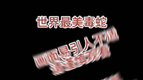 世界最美的毒蛇:排名第一毒性足以毒杀500只兔!越美丽越毒