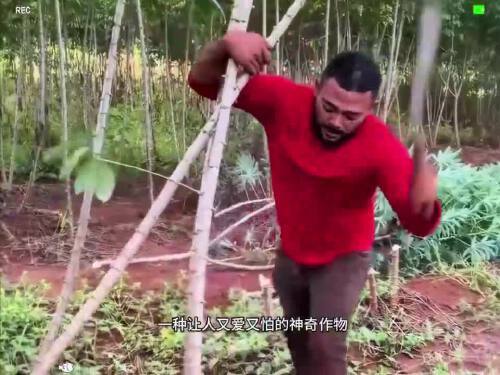 你喝奶茶的珍珠,竟是剧毒植物逆袭?揭秘木薯如何从毒物变美食