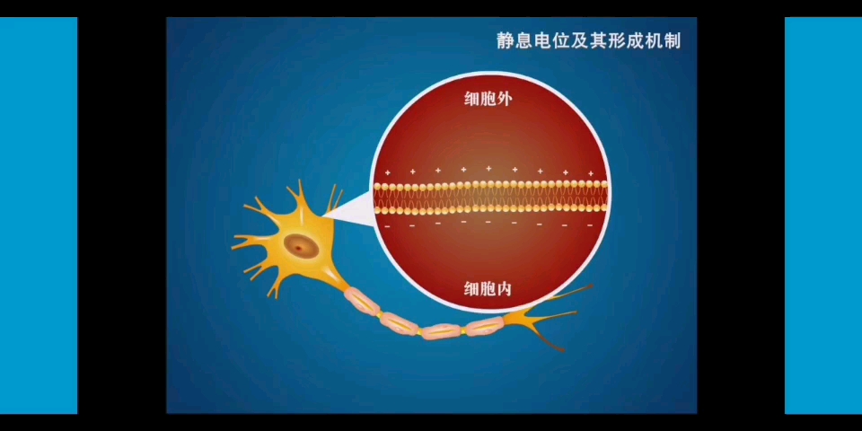 【生理学】静息电位及其形成机制