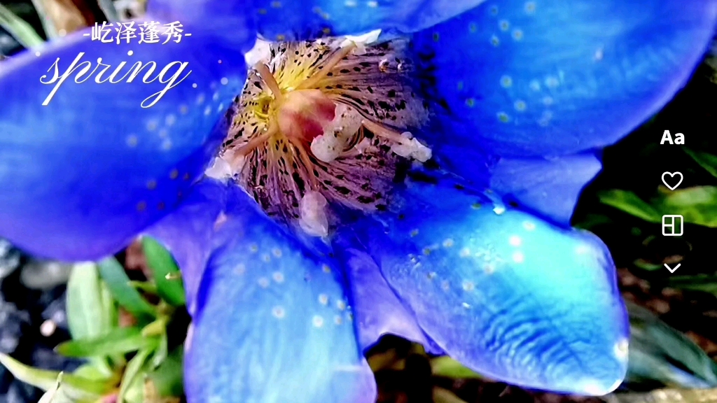 寒雪追“屹泽蓬秀”人:世界最高处的人造果岭景浪漫令我魂牵梦绕