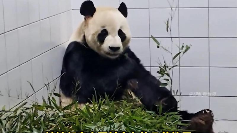 乐宝每天苹果摄入量不足其实背后原因非常暖心,宋爷爷做出了解