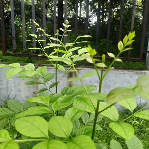 芙蓉树开花真好闻 