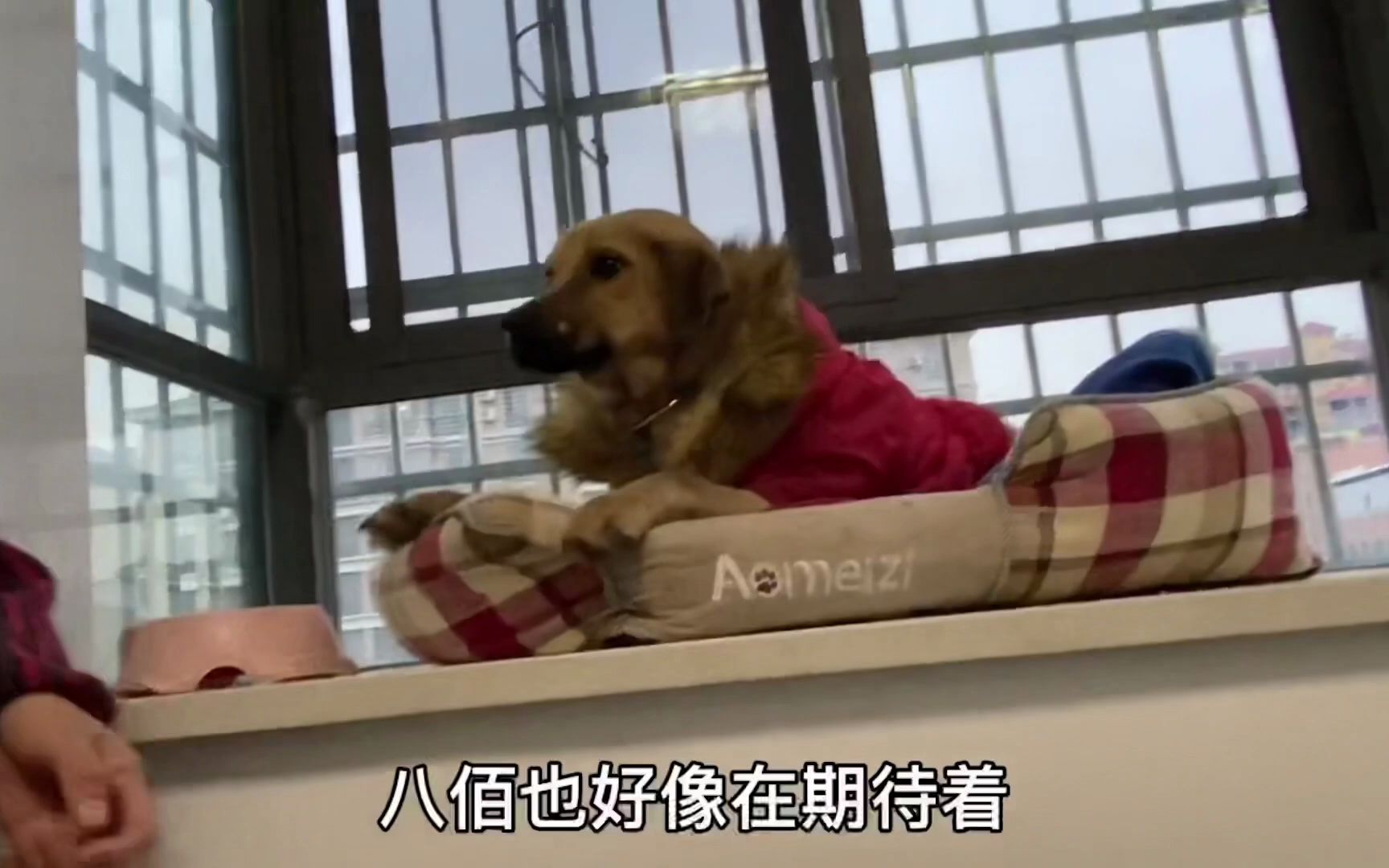 八佰患犬瘟也有一段时间了时常抽搐太痛苦了昂贵的安宫牛黄丸会起...