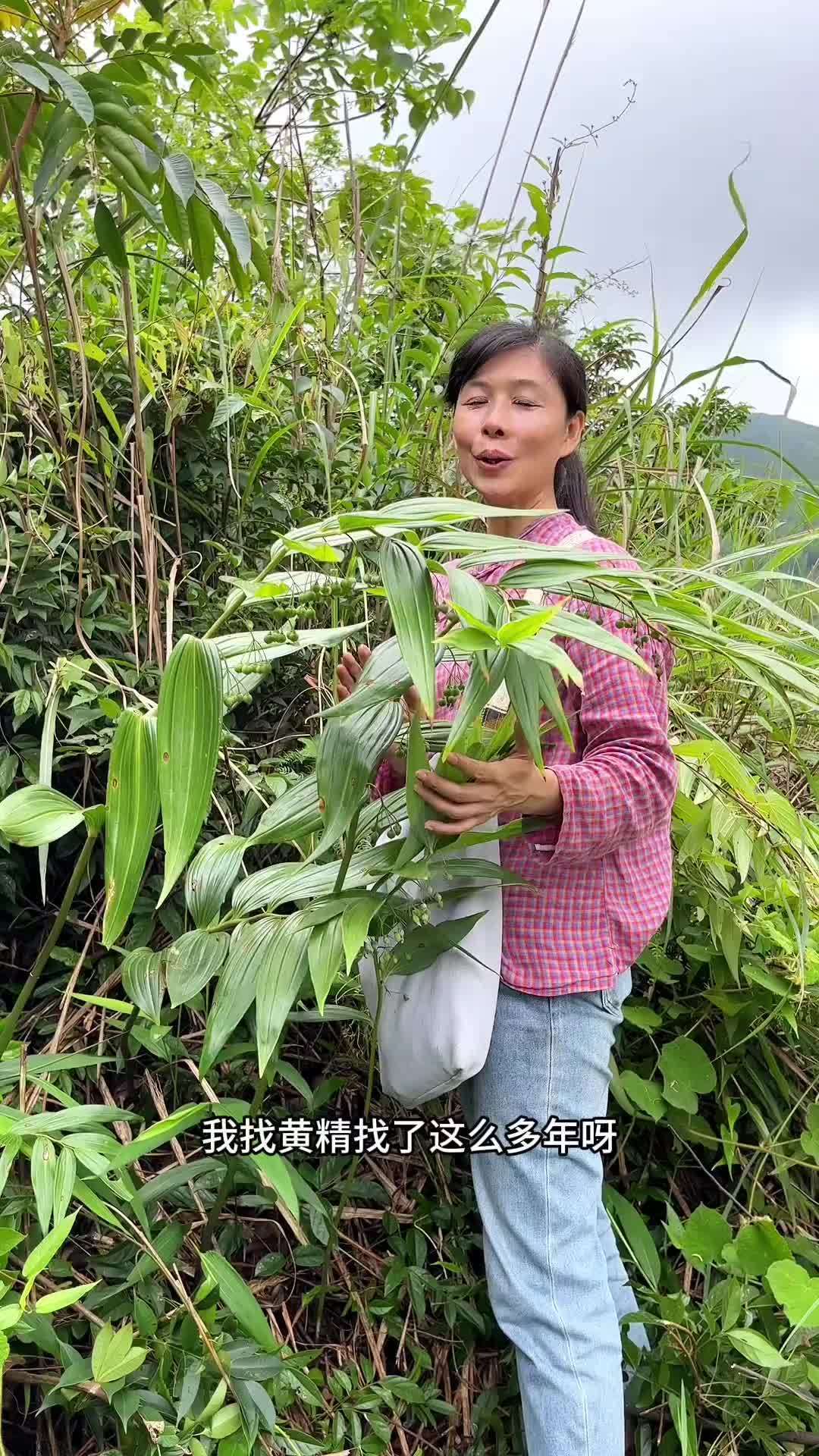 野生黄精越来越少了,挖黄精的时候一定要挖大留小,物尽其用