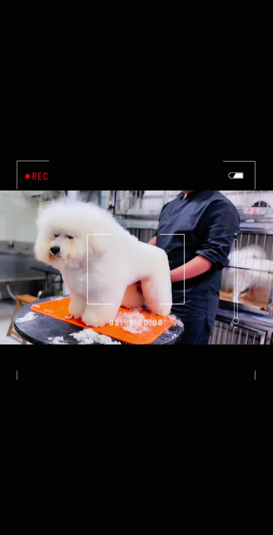 宠物美容师学习要看技术,千万别比价格一比价格低你就进坑了 宠物...