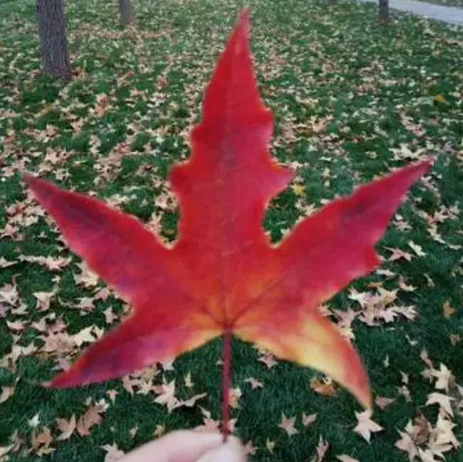 风一样的落叶 