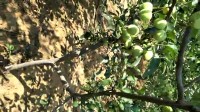 泰安绿果苗木繁育场,鸡心果 泰山小苹果生长中 8月份成熟,口感脆甜 ...