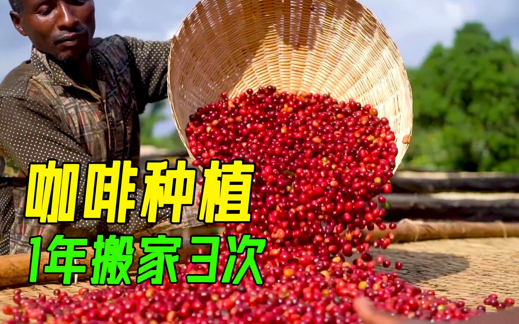 咖啡豆的种植和加工,4年劳作成就一杯浓郁咖啡