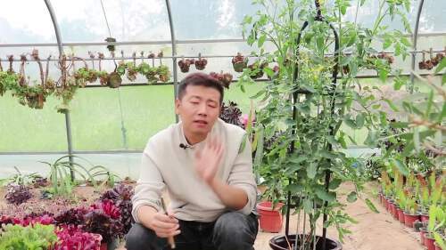谁说花盆不能种番茄?只要掌握诀窍一盆能结几十串又黑又甜