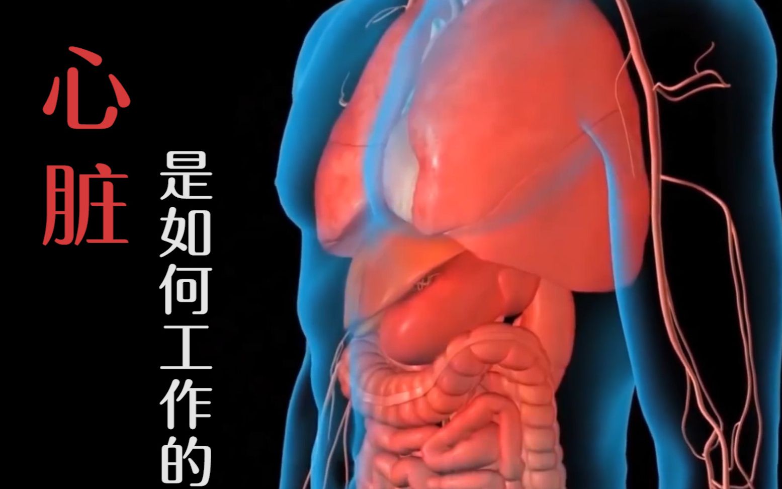 涨“姿势”,心脏是这样输送血液的!