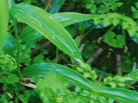 野生的多花黄精有需要的吗大山里面挖的年份黄精,黄精的滋补作用较...