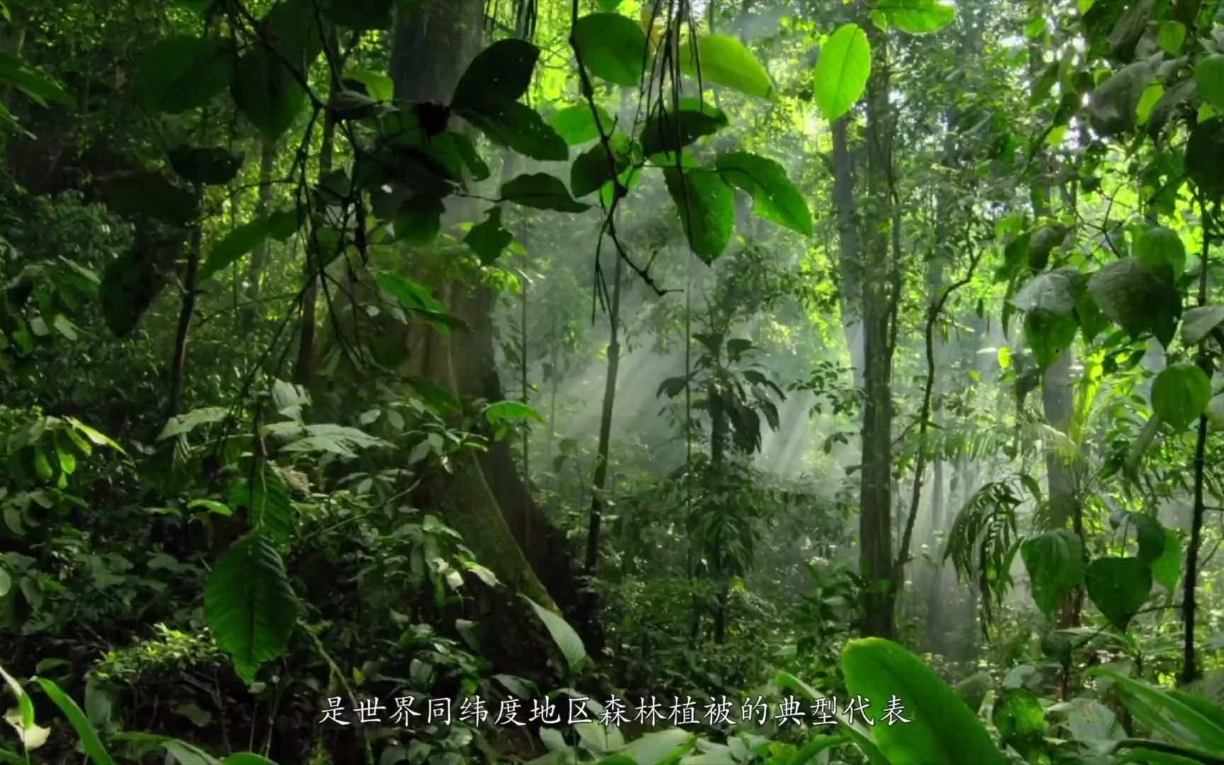 广东东源康禾省级自然保护区宣传片