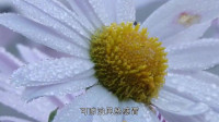 枸杞菊花茶虽然好喝,弄清这几点才能达到养生功效,否则适得其反!