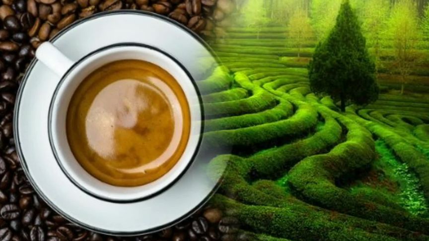 咖啡比茶叶发现的晚,反而咖啡店却开遍了全世界,大家更喜欢那个