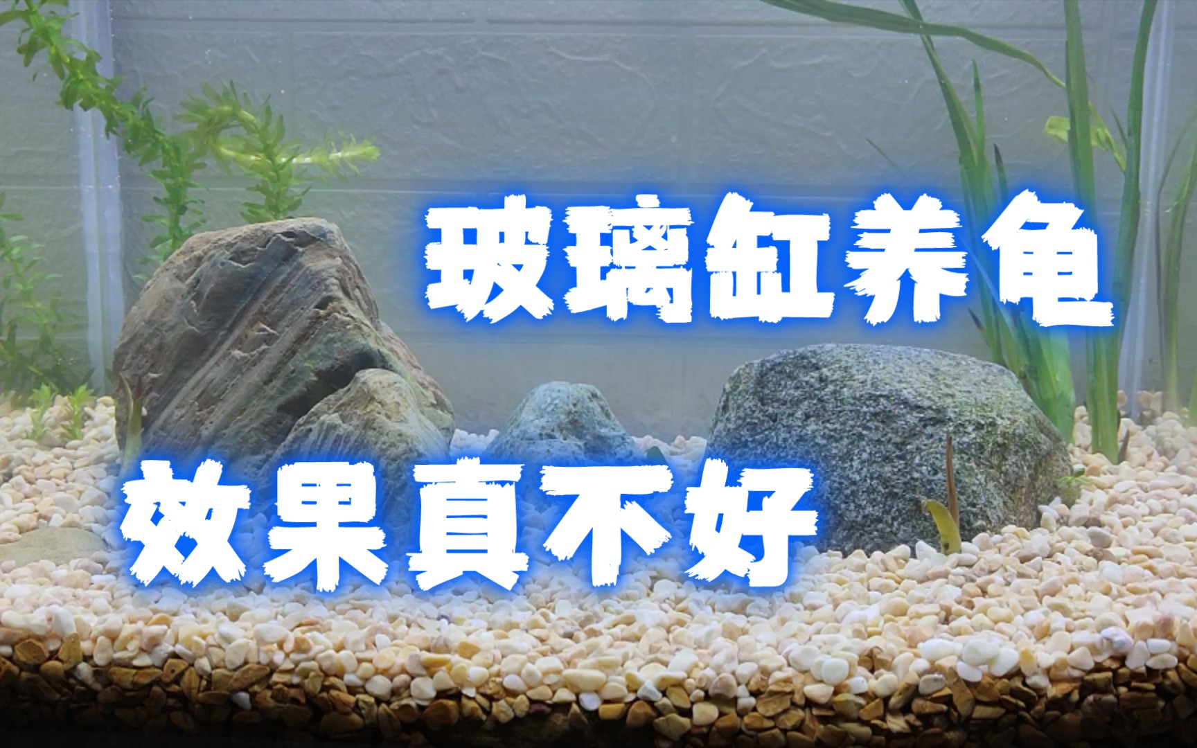 ...度太高,乌龟容易应激腐皮,用玻璃缸养乌龟不是一个好容器。养乌龟用...