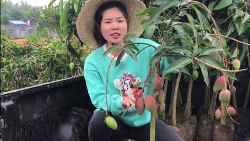 红贵妃芒果阳台庭院盆栽都可以适合种植