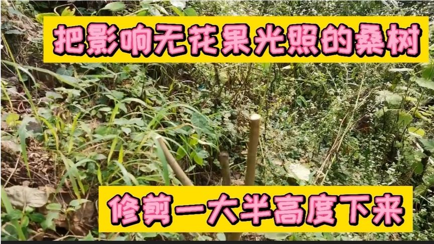 把影响无花果光照的桑树修剪一大半高度下来 桑叶有养生作用