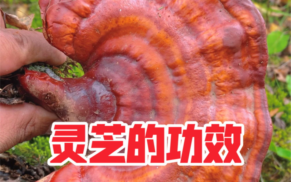 聊一聊灵芝的功效