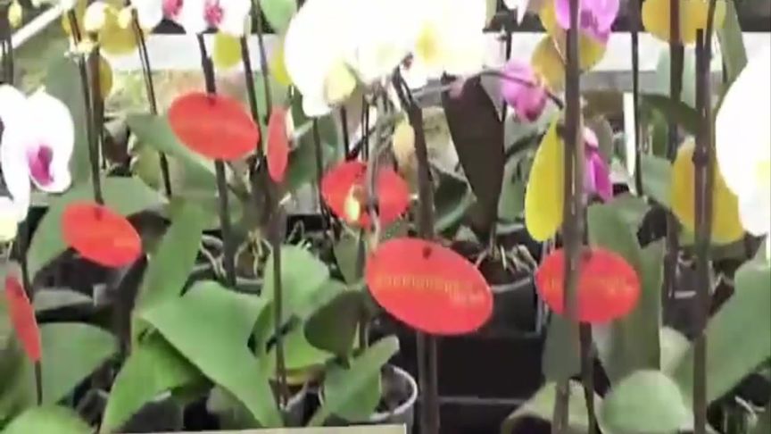 花卉无土栽培方法