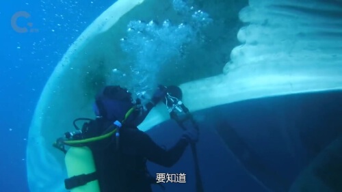 巨轮螺旋桨是如何在水下保养的?这可是个