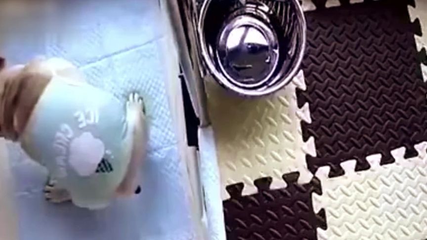 狗狗自己上厕所马桶解决,神了!