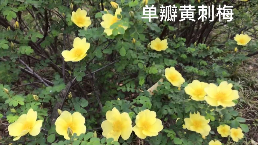 刚想组建中国花友协会,忽闻19家"中字头"非法社会组织被取缔