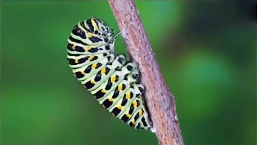 几十秒看蝴蝶的一生,从蛋到破茧成蝶的全过程!