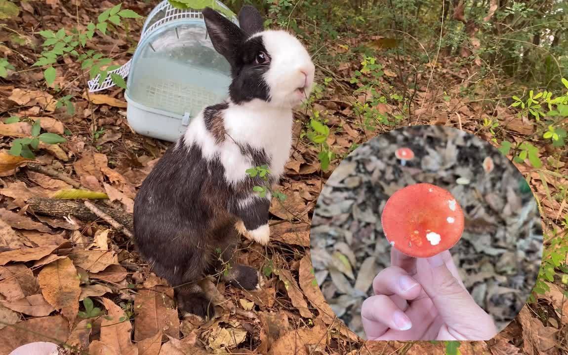 红伞伞,白杆杆,吃完一起躺板板
