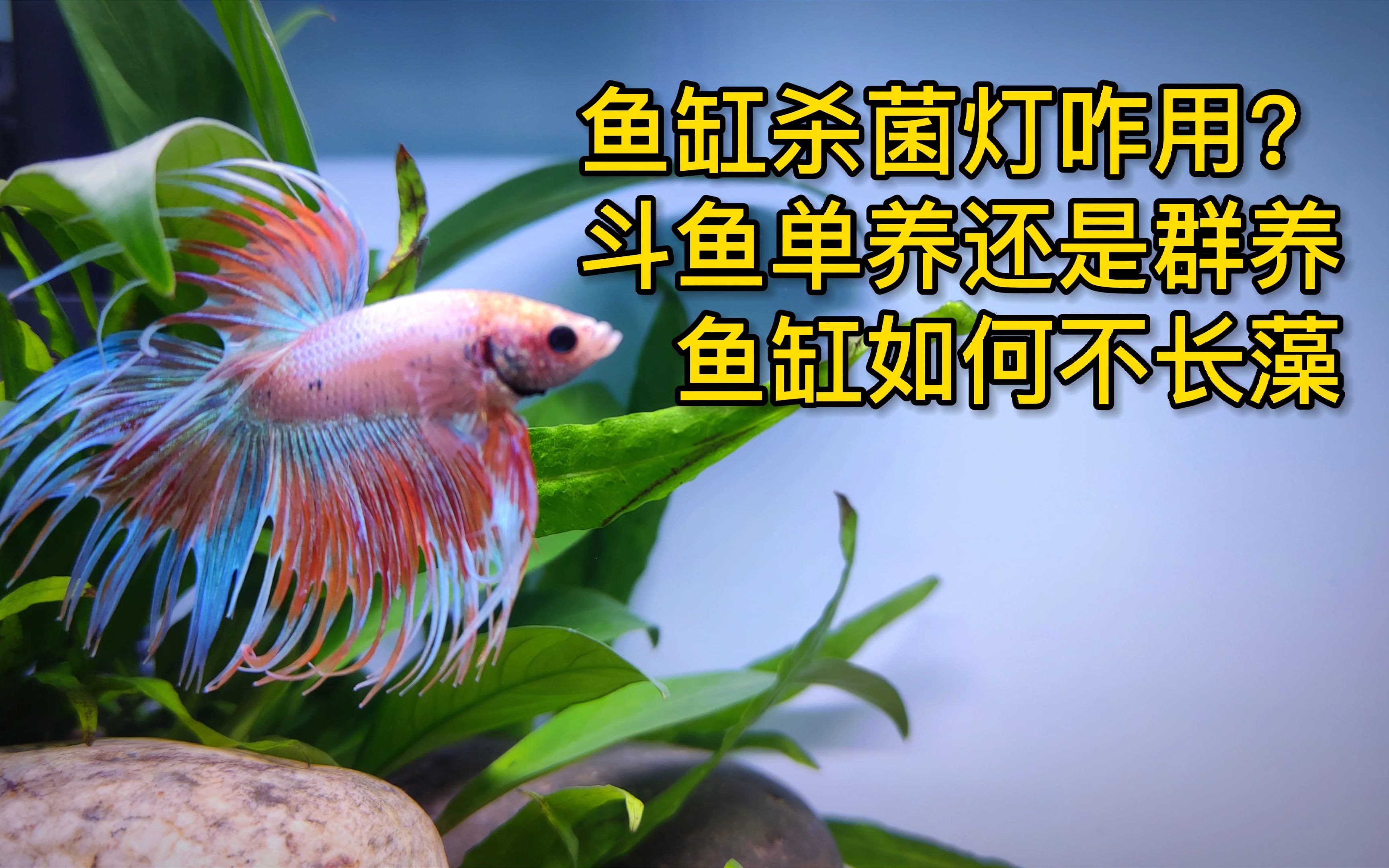 周转箱过滤能用杀菌灯吗?斗鱼群养还是单养,鱼缸控藻的方法