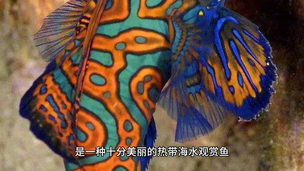 世界十大高颜值动物排行,最后一种很危险!