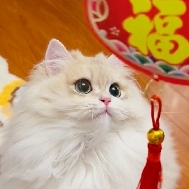 fox今天吃饱了吗 