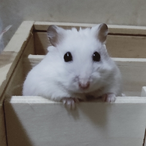 废柴铲屎官 