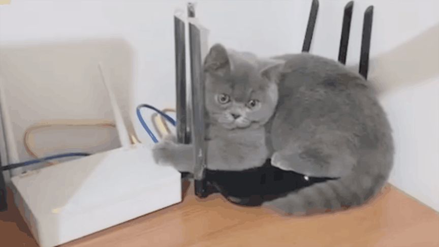 电脑连不上网 我让我对象先连猫再连路由器试试…