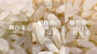 如何区分胚芽米与精白米