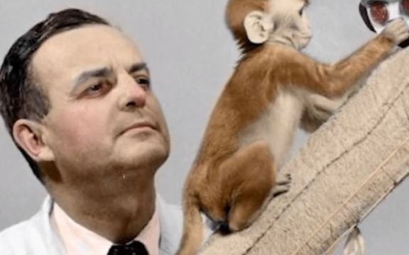 哈洛的恒河猴实验,用动物验证了成长过程中“爱”的重要性、