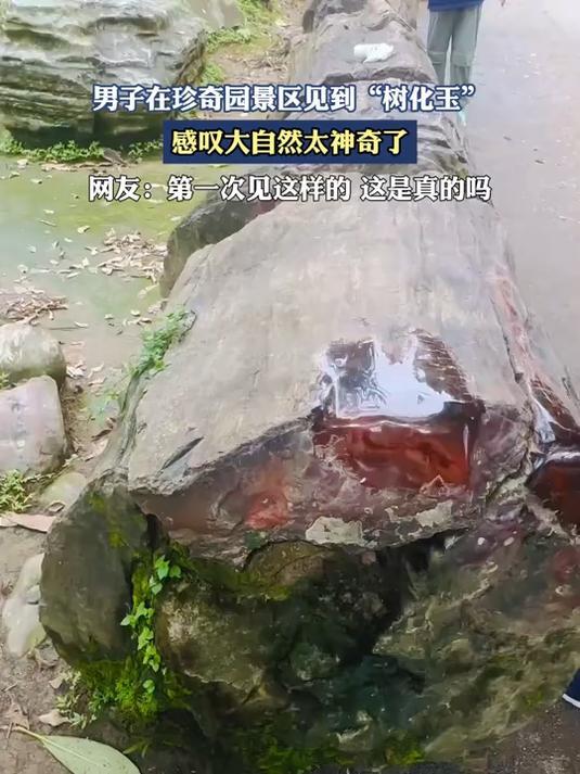 男子在珍奇园景区见到"树化玉",感叹大自然太神奇了
