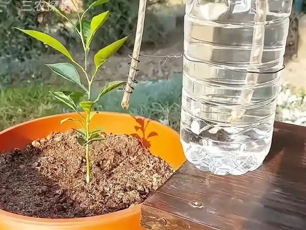 假期出游,家里的绿植不用愁,自制简易滴灌系统轻松搞定