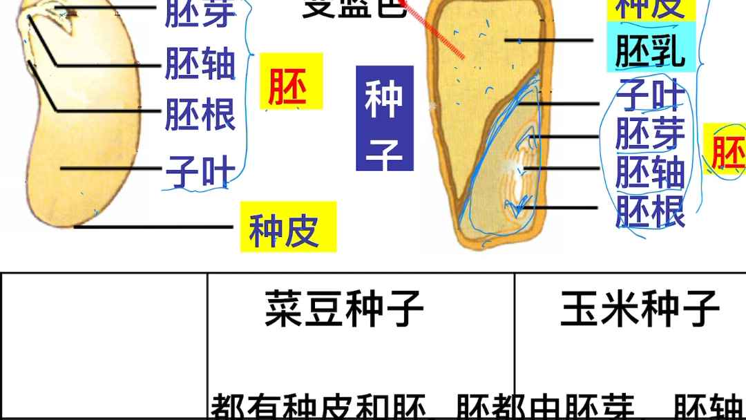 果实种子的形成