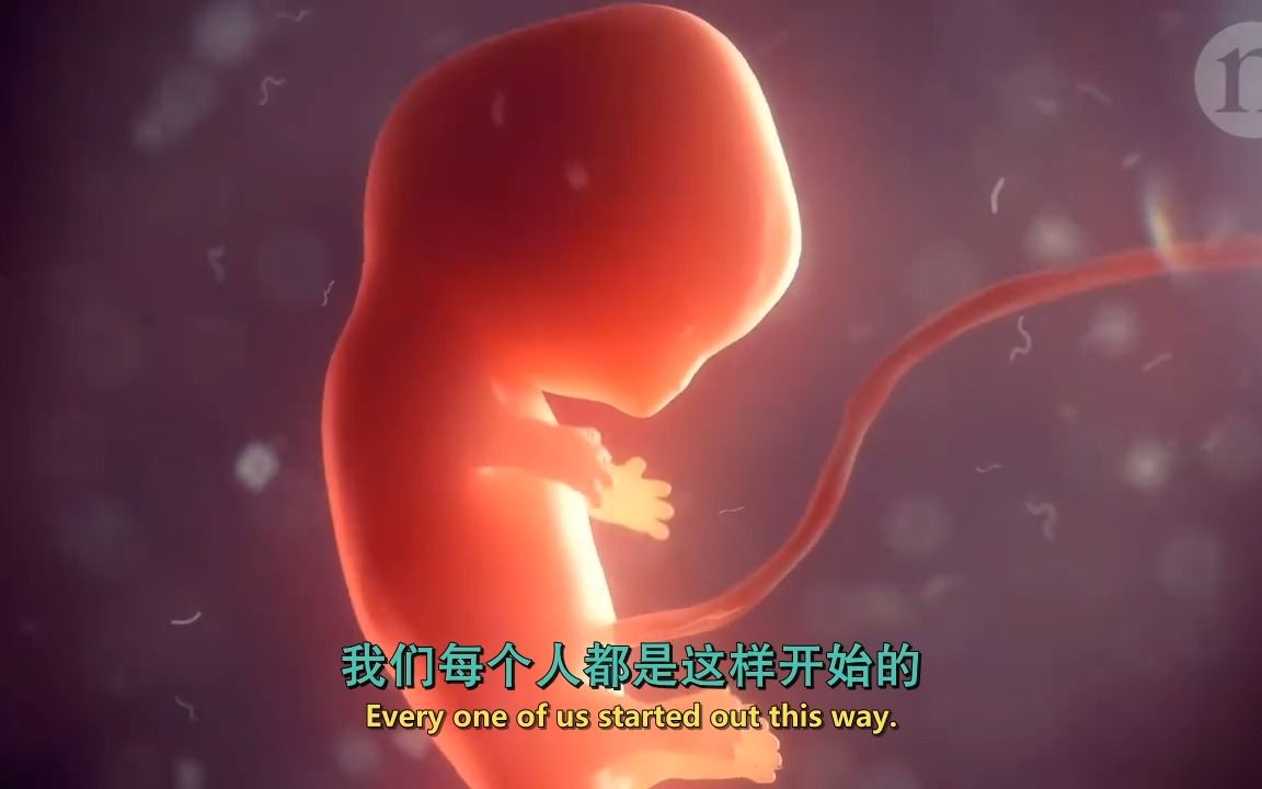 科普动画:试管婴儿的过程!