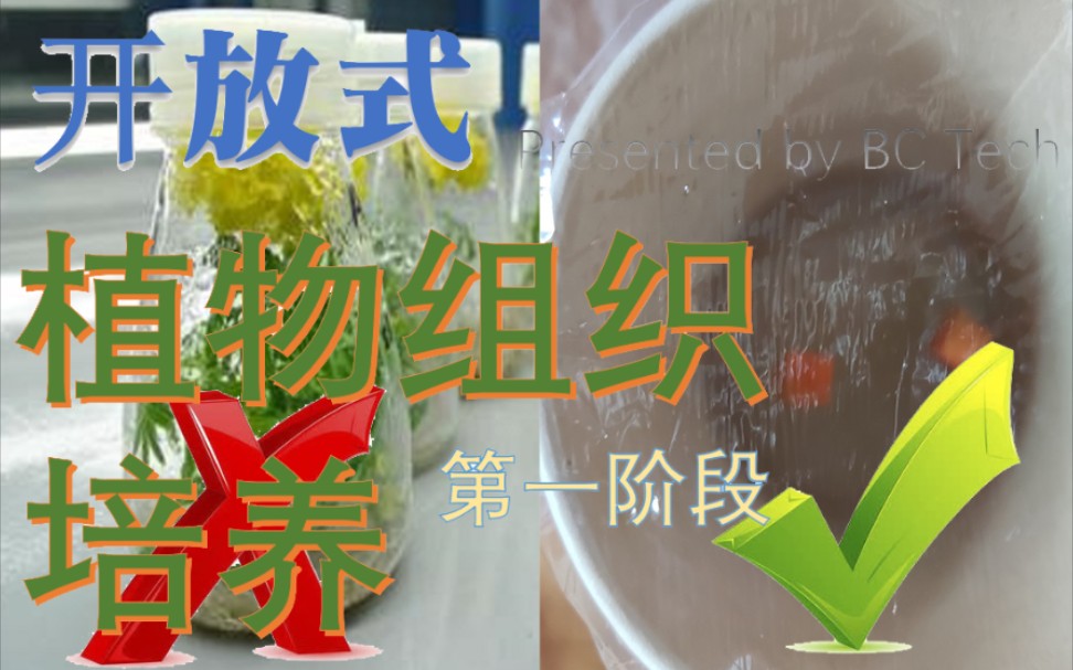 不用严格灭菌!开放式植物组织培养(第一阶段)